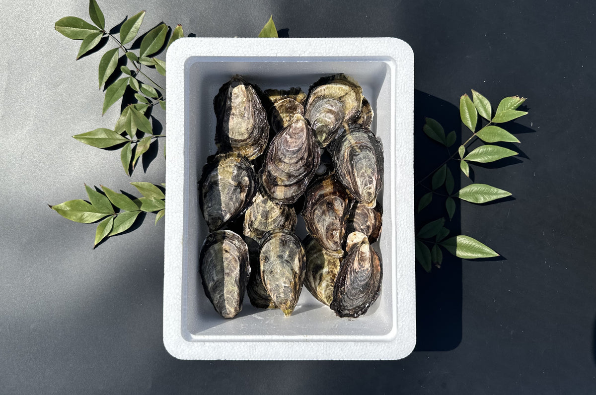 上甲商会のUmika（三倍体かき） 2kg – AINAN STAND